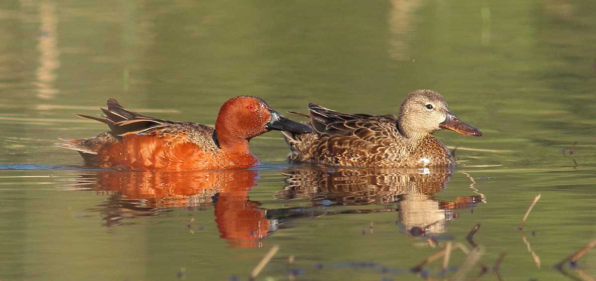 The Role of Oil and Gas in Duck Hunting: From Shells to Conservation ...